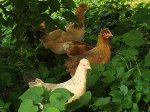 About Us – Huckleberry Farms