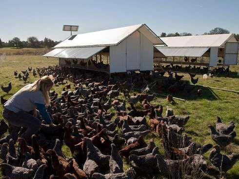 Why Choose Farm Fresh Chicken? – Huckleberry Farms