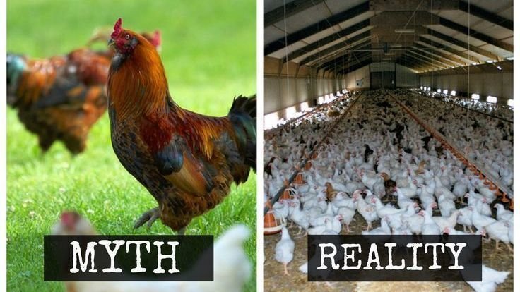 Why Choose Farm Fresh Chicken? – Huckleberry Farms