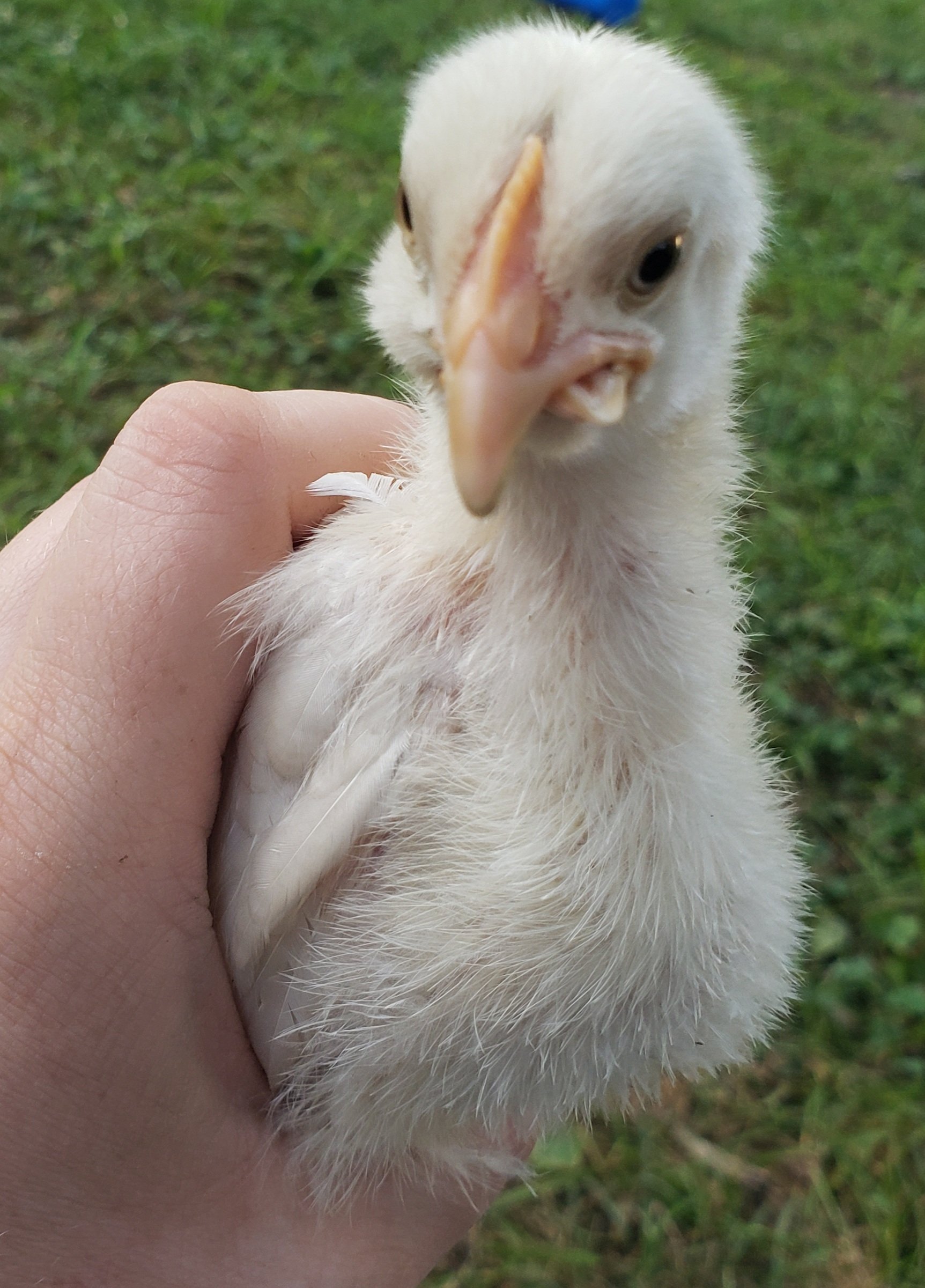 Our Special Needs Chicken – Huckleberry Farms