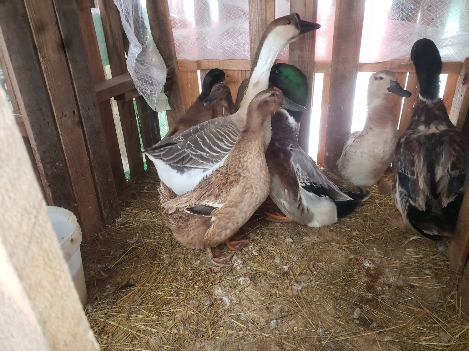 🪶 January: “Lucy’s Cold Case” – Huckleberry Farms