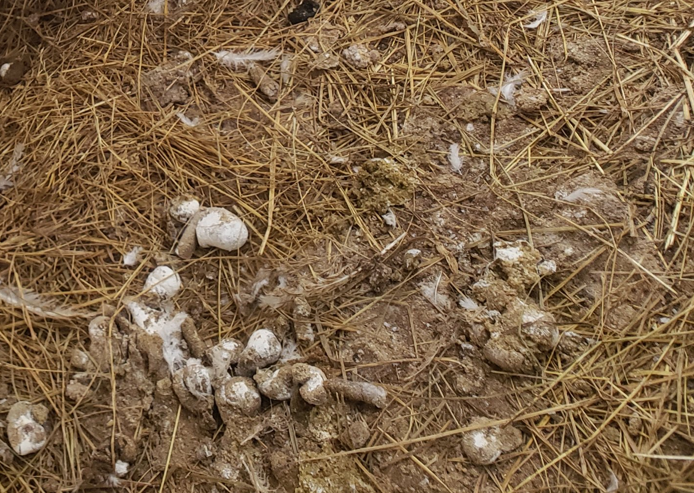 How and Why to Use Deep Litter in the Coop – Huckleberry Farms