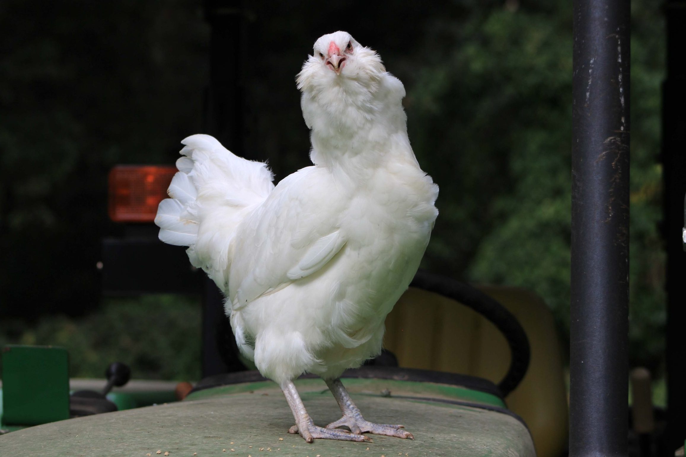 Meet the Ameraucana: The Chicken That’s Too Cool for the Coop 🐔😎 ...