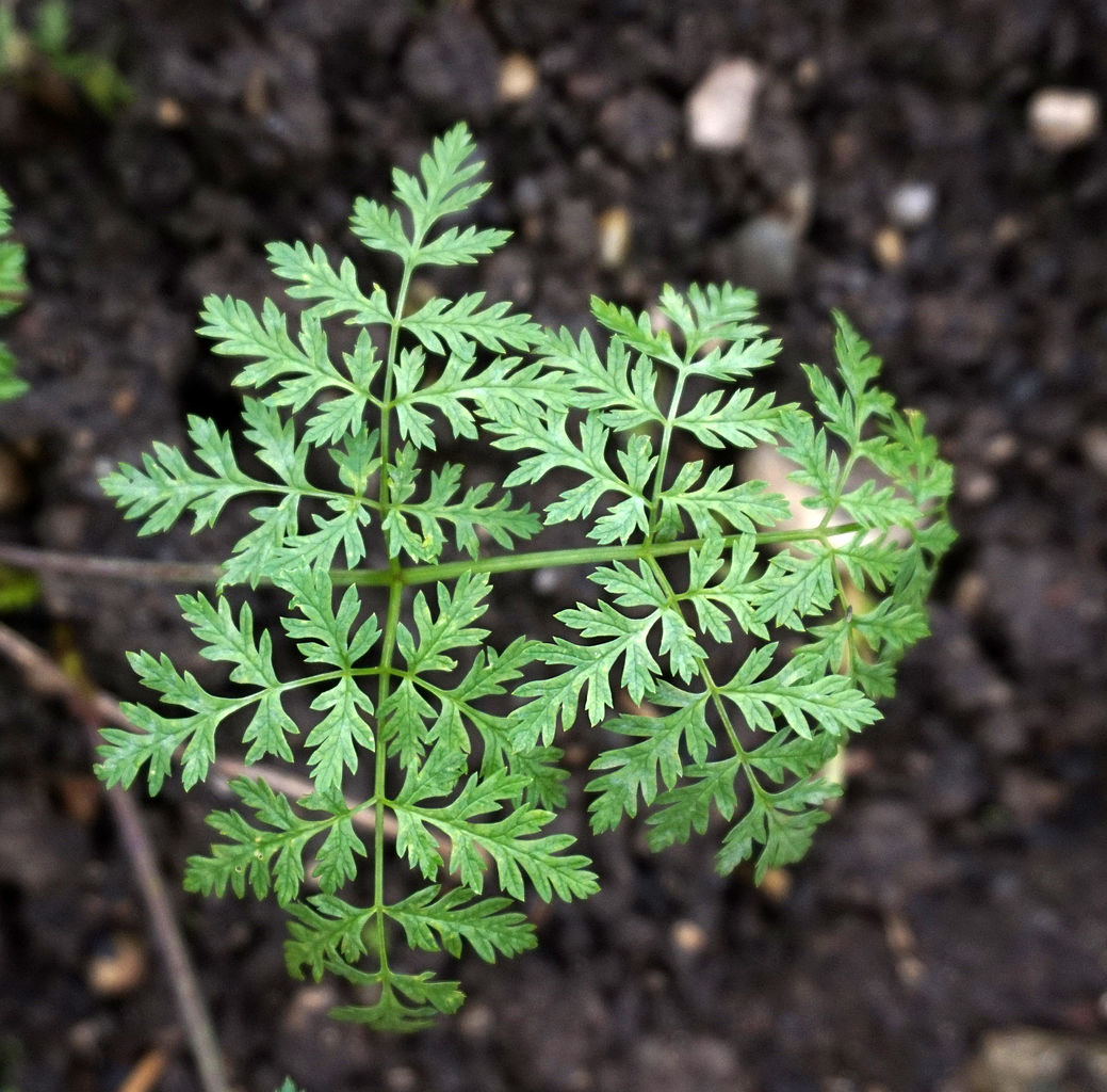 Plant Spotlight: Poison Hemlock – Huckleberry Farms