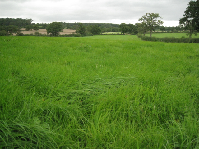Unlocking the Potential of Intensive Rotational Mob Grazing for ...