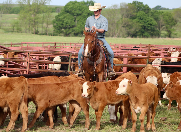Choosing Heritage: Why Raising Breeds from the Livestock Conservancy ...