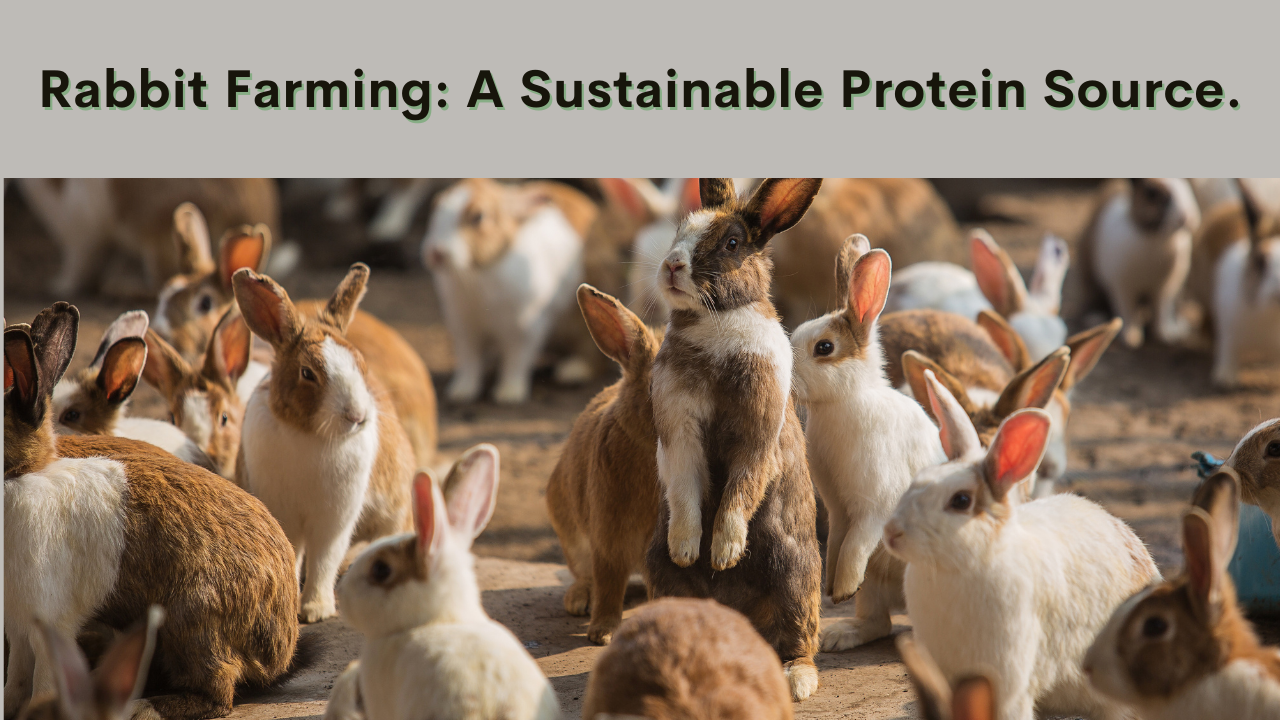 Rabbit Farming: An Ethical and Sustainable Source of Protein ...