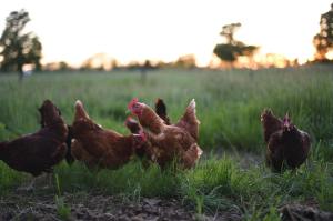 Huckleberry Farms – Eat Local. Live Wholesome. Cherish Traditions.