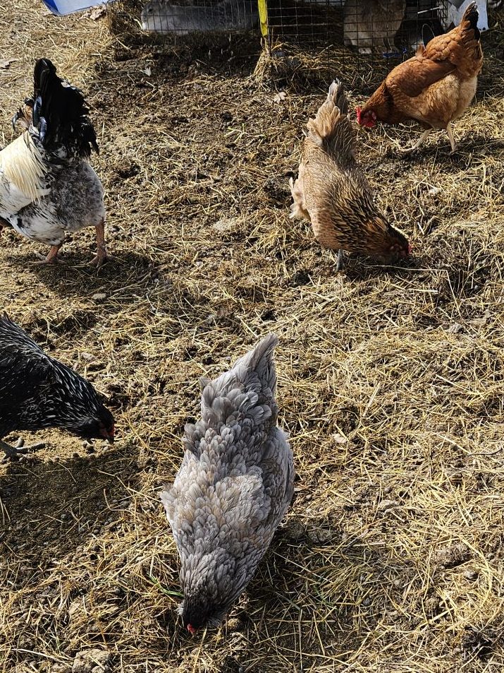 Soil, Seeds, and Chickens: How Poultry Supports Our Regenerative ...