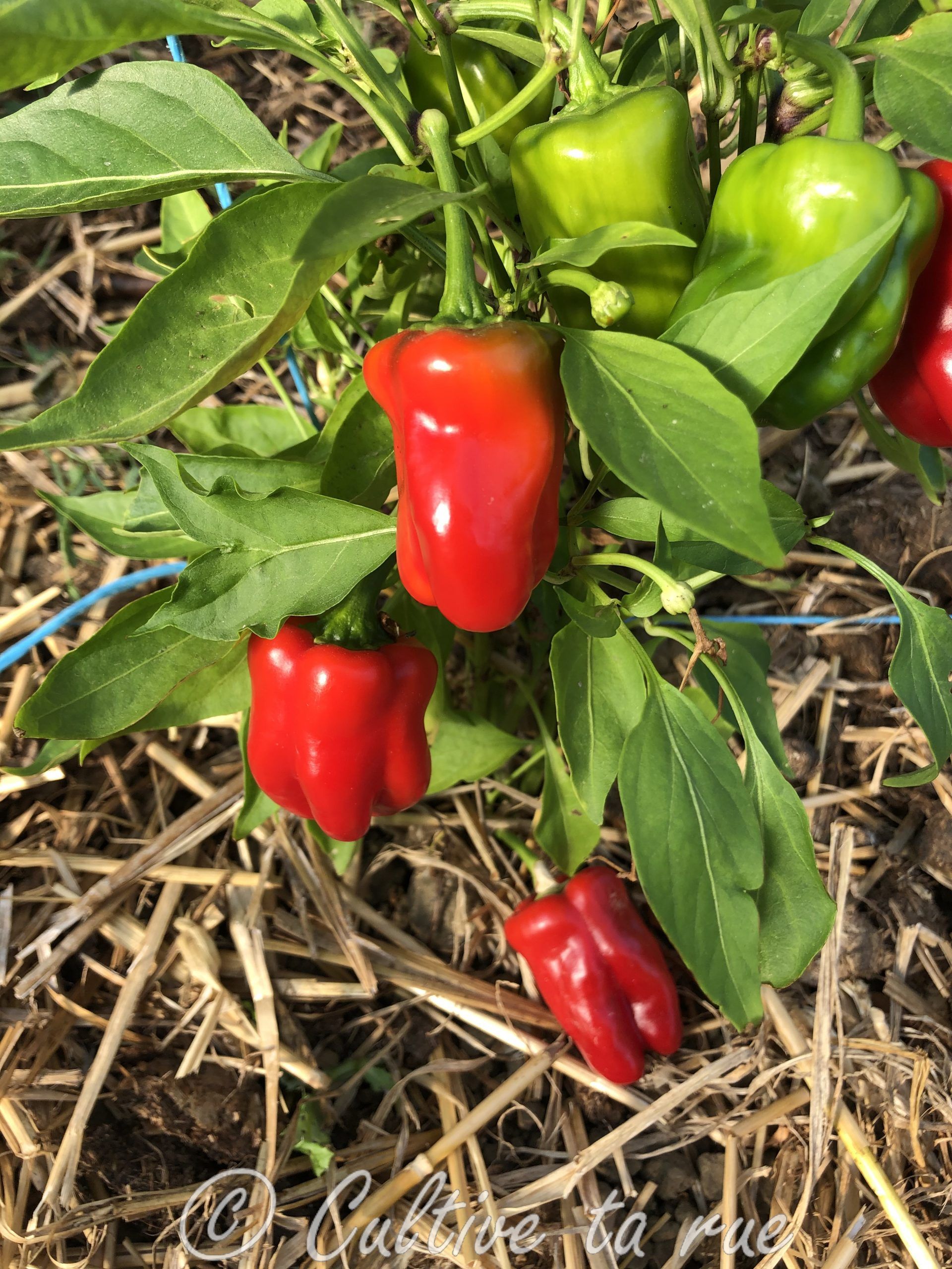 Vegetable Spotlight: Cajun Bell Peppers — The Spicy Jewel of Southern ...