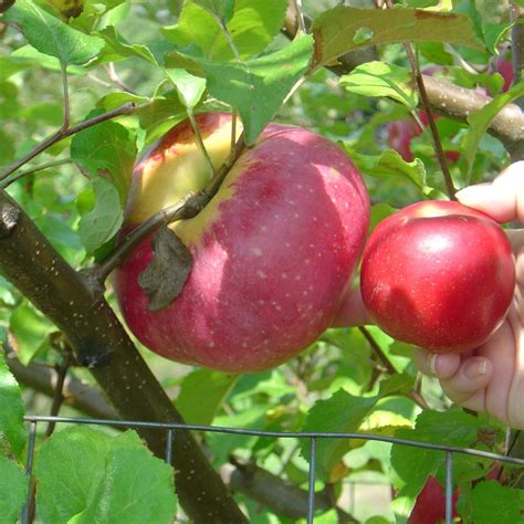 Fruit Spotlight: Wolf River Apples — The Goliaths of the Orchard ...