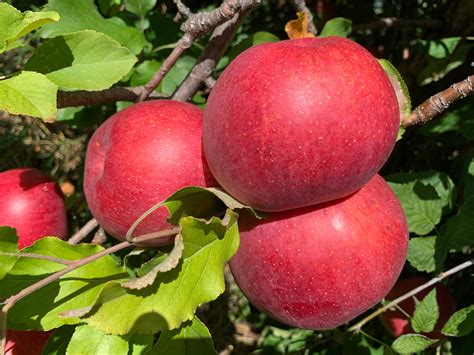 Fruit Spotlight: Wolf River Apples — The Goliaths of the Orchard ...