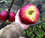 Fruit Spotlight: Wolf River Apples — The Goliaths of the Orchard ...