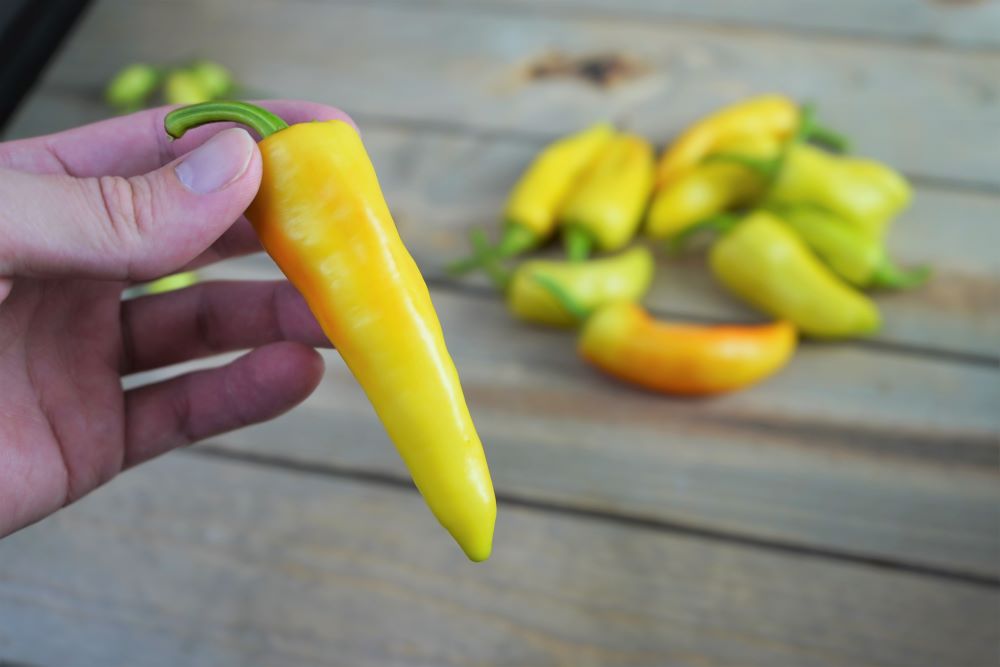 Vegetable Spotlight: Banana Peppers — The Mild Marvel of Culinary ...