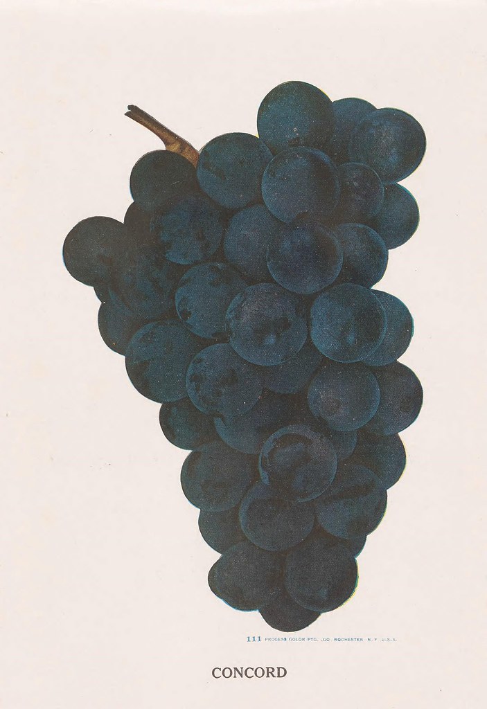Fruit Spotlight: Concord Grapes – History, Varieties, Culinary Uses ...