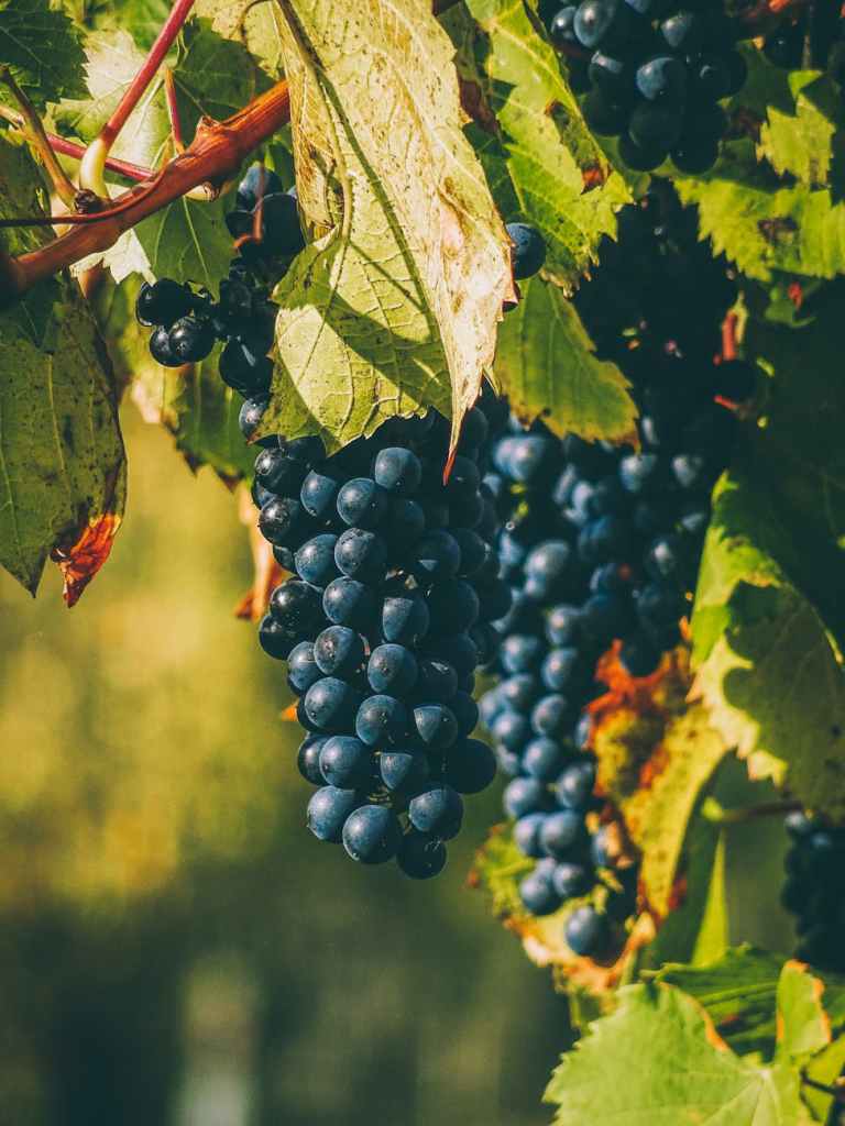 Fruit Spotlight: Concord Grapes – History, Varieties, Culinary Uses ...