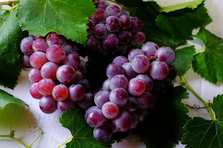Fruit Spotlight: Concord Grapes – History, Varieties, Culinary Uses ...