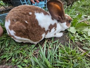 Our Story – Huckleberry Farms