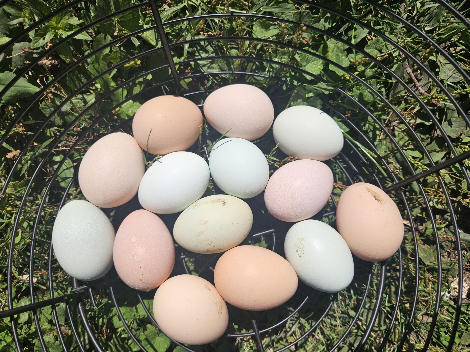 About Us – Huckleberry Farms