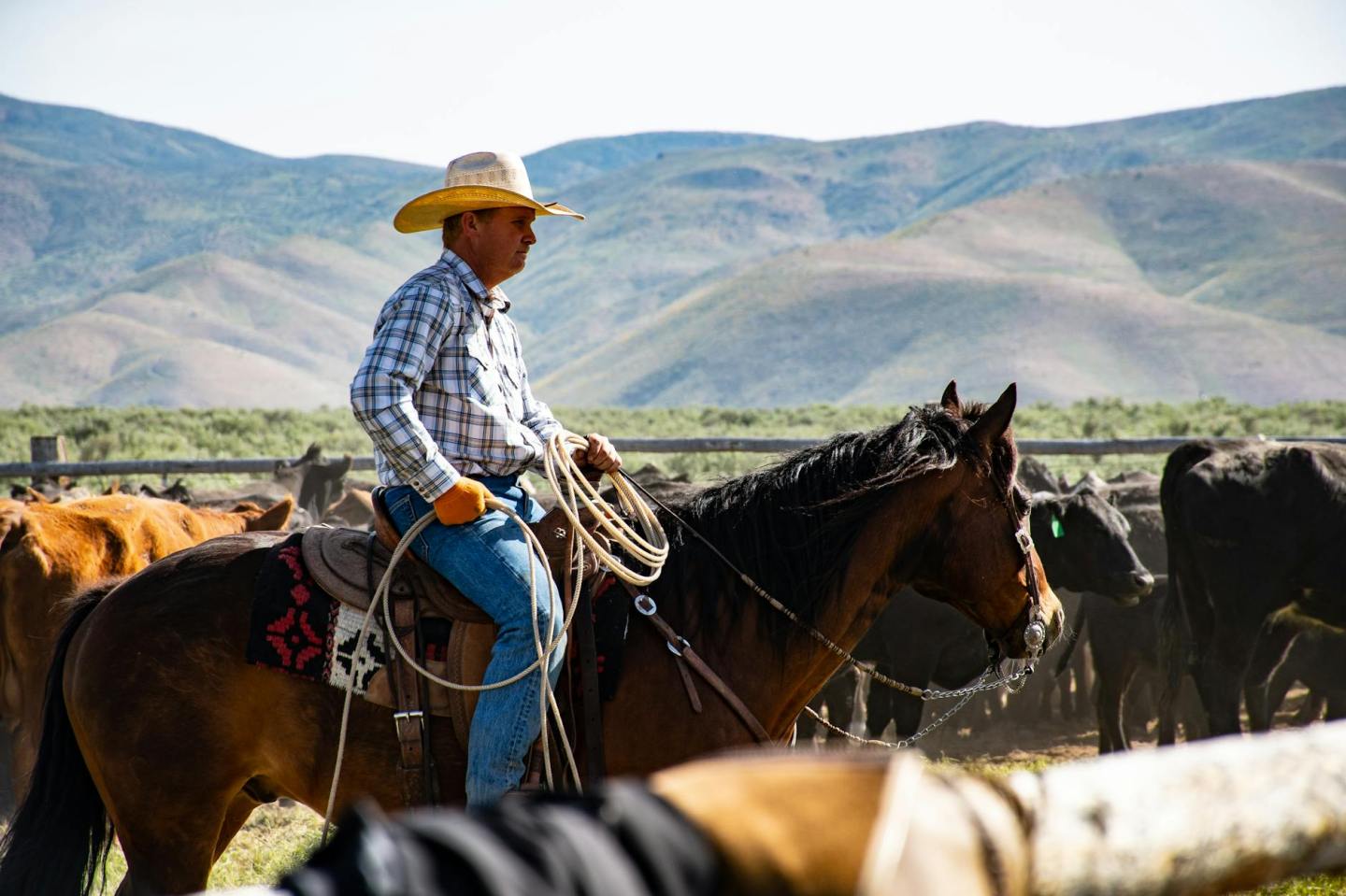 Cowboy Life: Tools, Traditions, and Techniques – Huckleberry Farms