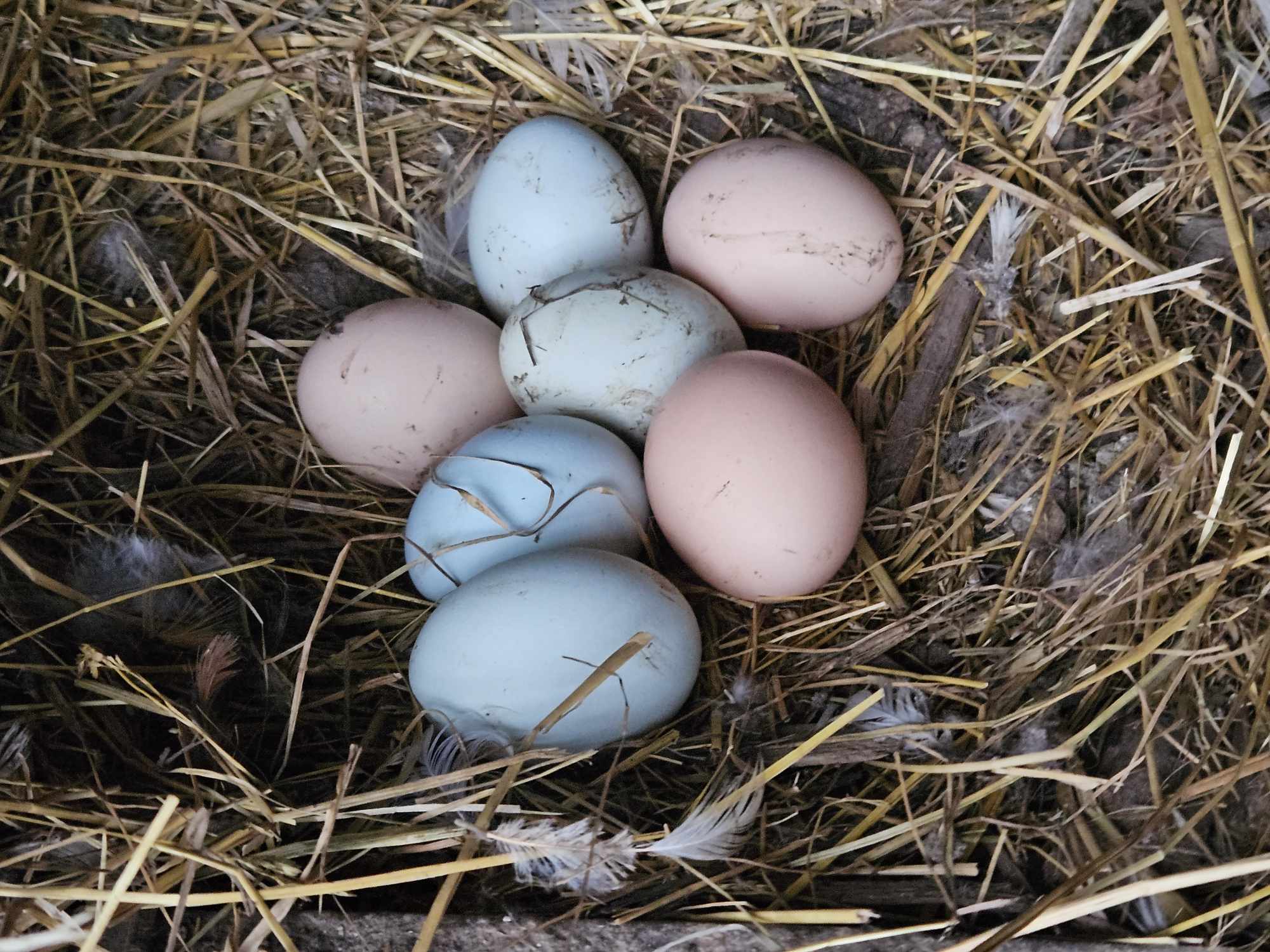 Eggs – Huckleberry Farms