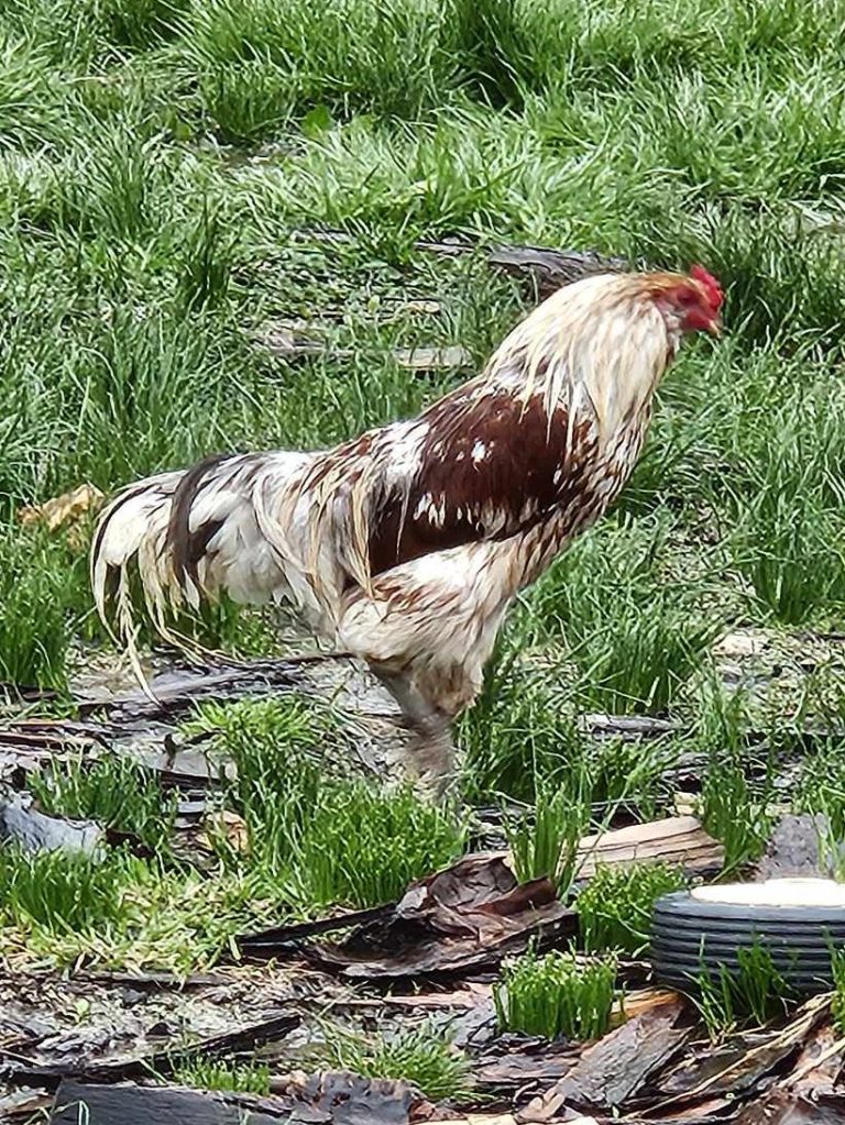 Rain, Rain, Go Away: The Risks of Extended Wetness for Poultry ...