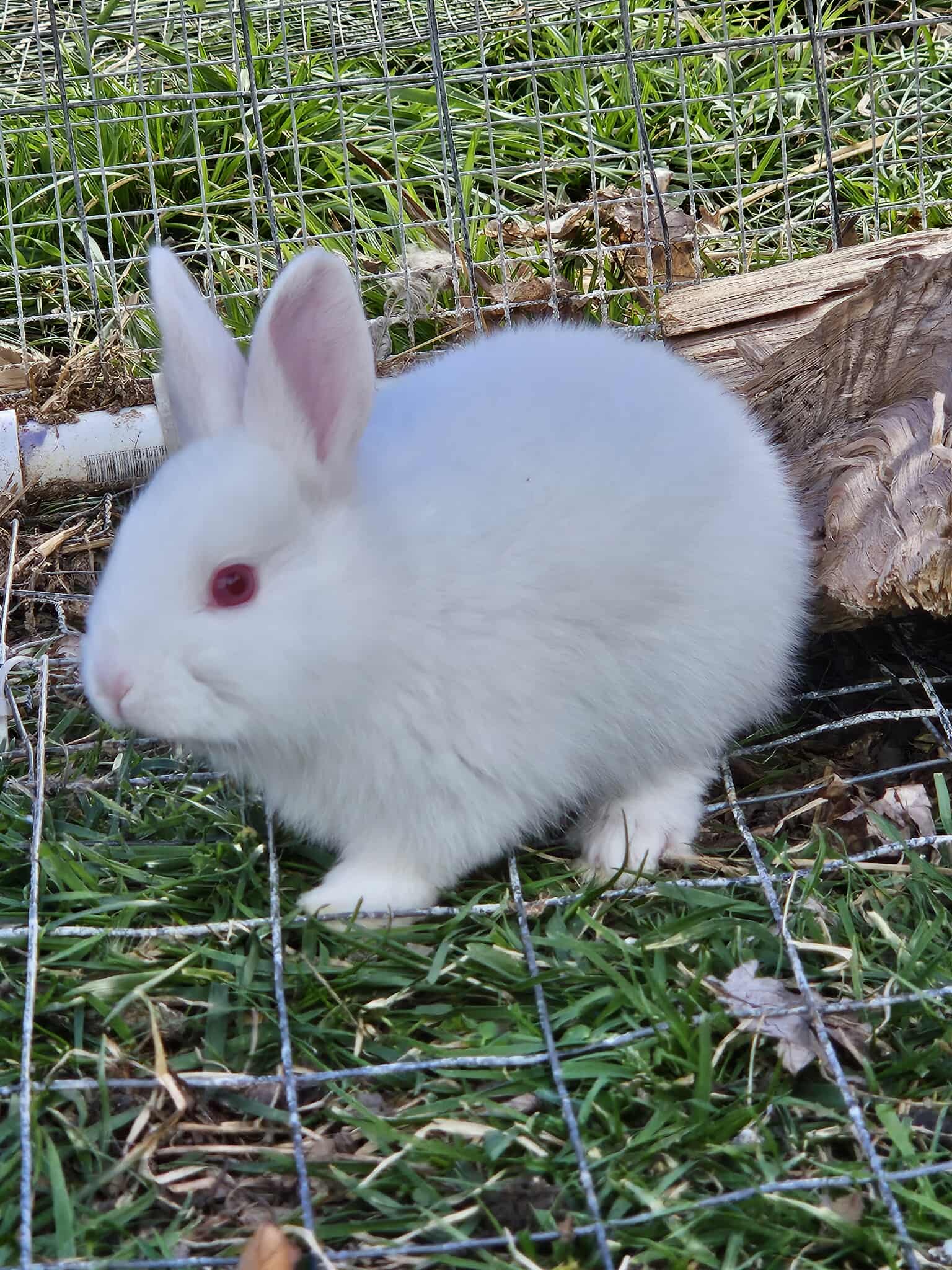 The Albino Gene (c/c): How It Overwrites Rabbit Coat Color ...
