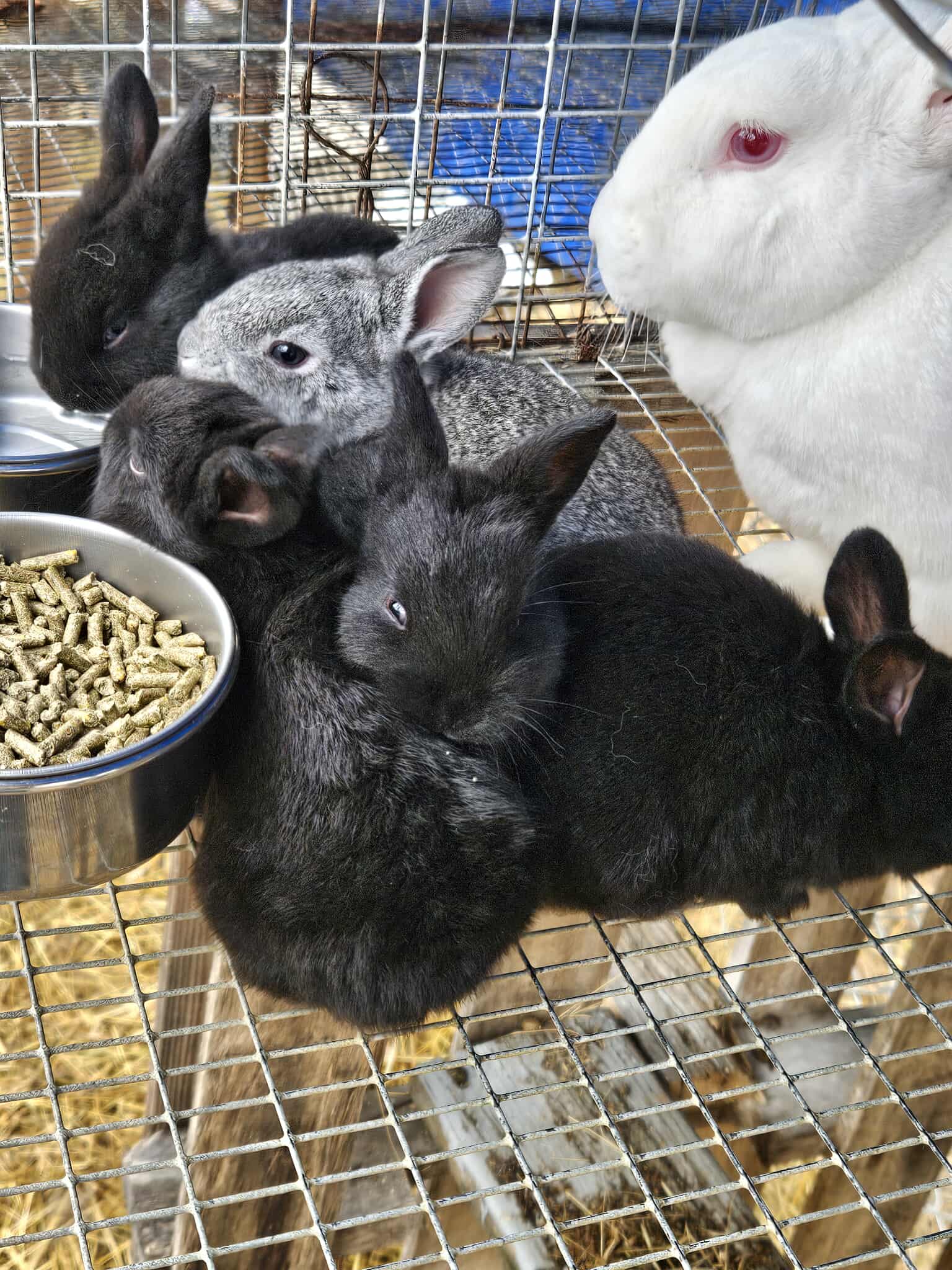 Agouti vs. Self: Cracking the Code of the A/a Gene in Rabbit Coat ...