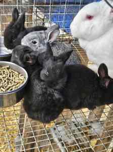 Agouti vs. Self: Cracking the Code of the A/a Gene in Rabbit Coat ...