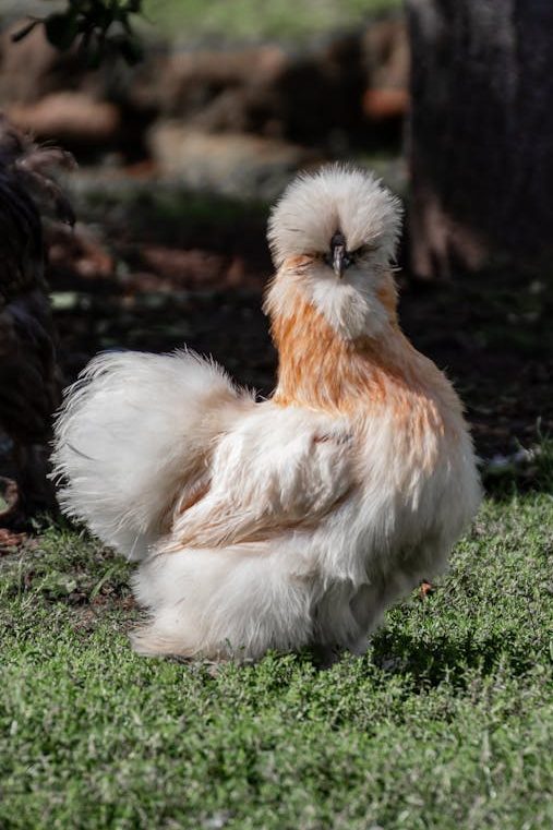 Silkies vs. Satins: The Genetics Behind Fluffy vs. Sleek Feathering in ...