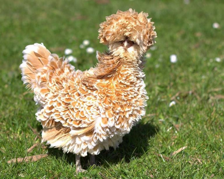 Frizzled Feathers: The Genetics Behind the Curly Plumage in Chickens ...