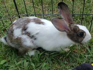 Agouti vs. Self: Cracking the Code of the A/a Gene in Rabbit Coat ...
