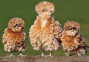 Frizzled Feathers: The Genetics Behind the Curly Plumage in Chickens ...