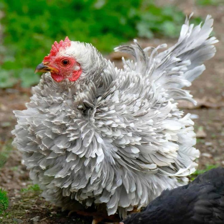 Frizzled Feathers: The Genetics Behind the Curly Plumage in Chickens ...