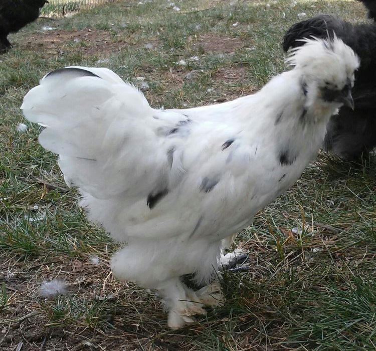 Silkies vs. Satins: The Genetics Behind Fluffy vs. Sleek Feathering in ...